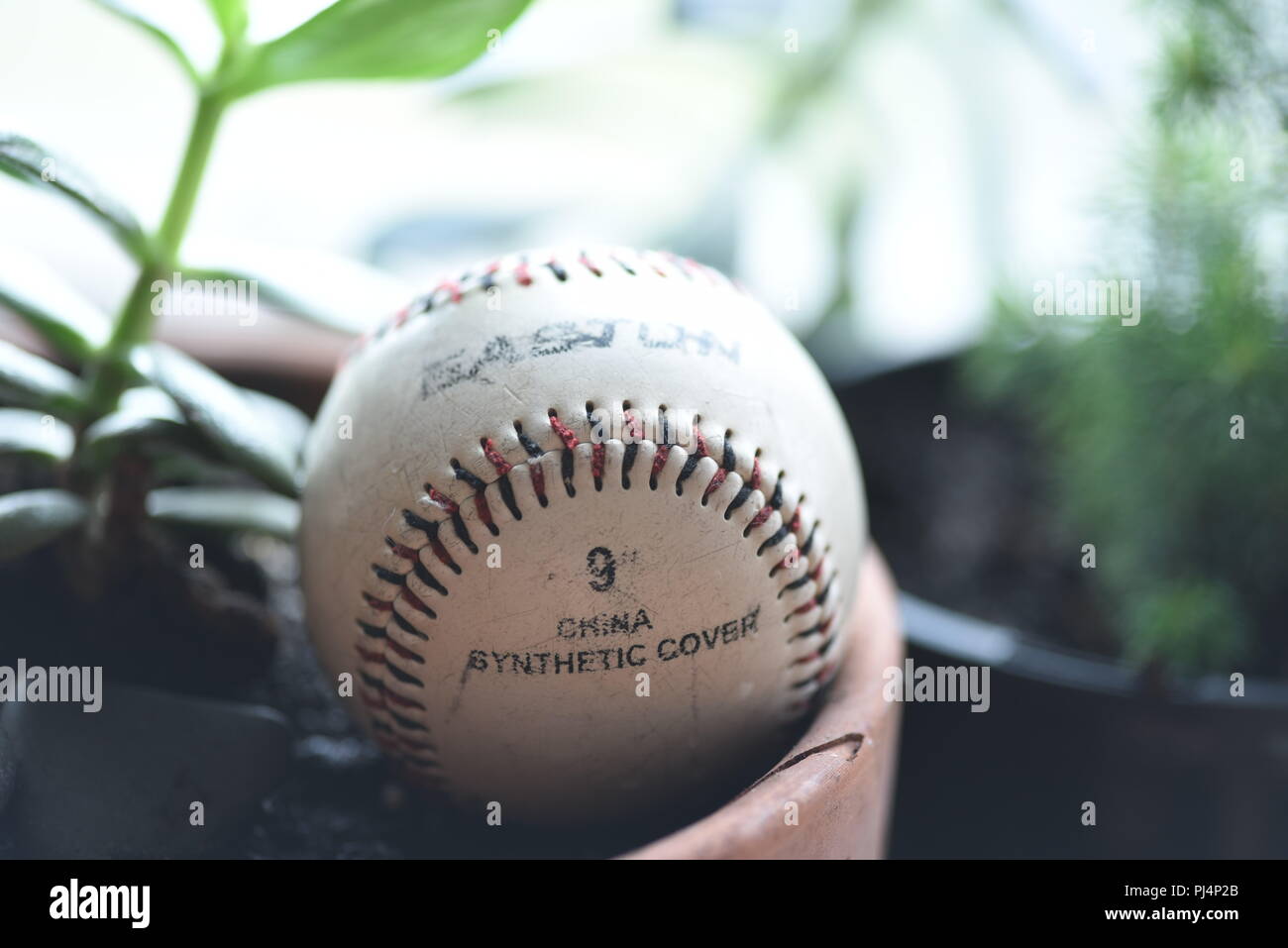 Backdrop of succulent hi-res stock photography and images - Alamy