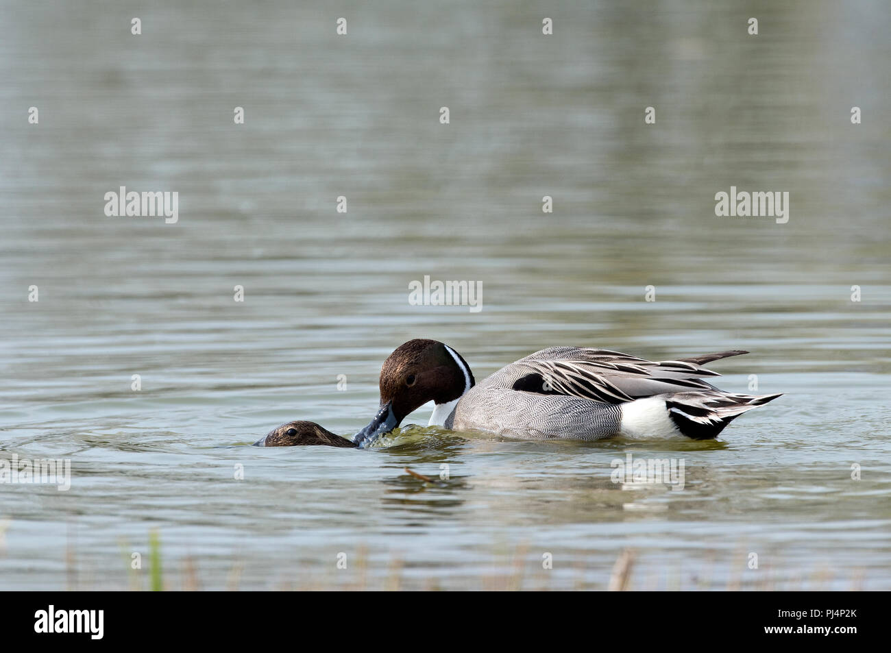 Common Pintail (Anas acuta) - Couple // Canard Pilet Stock Photo - Alamy