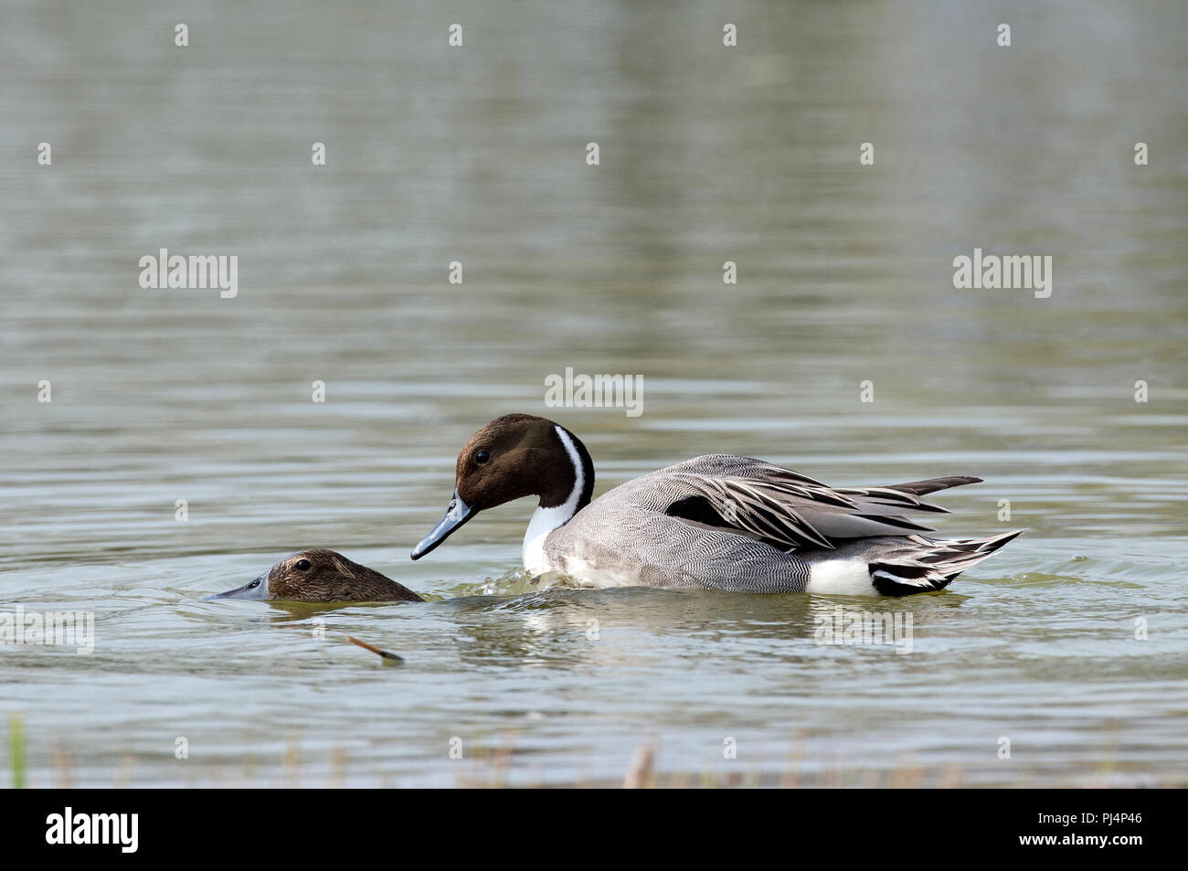 Common Pintail (Anas acuta) - Couple // Canard Pilet Stock Photo - Alamy