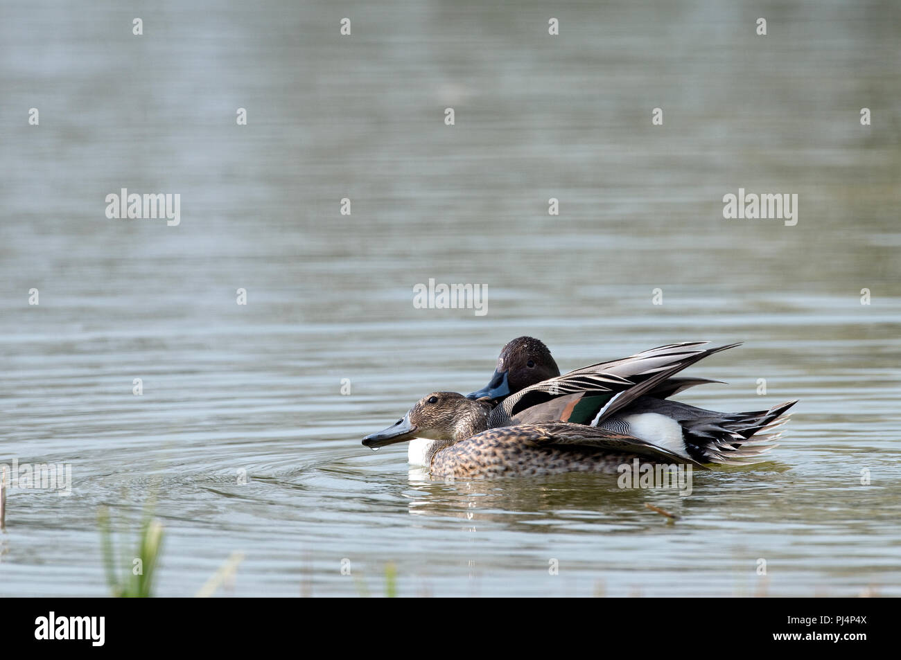 Mating pintail hi-res stock photography and images - Alamy