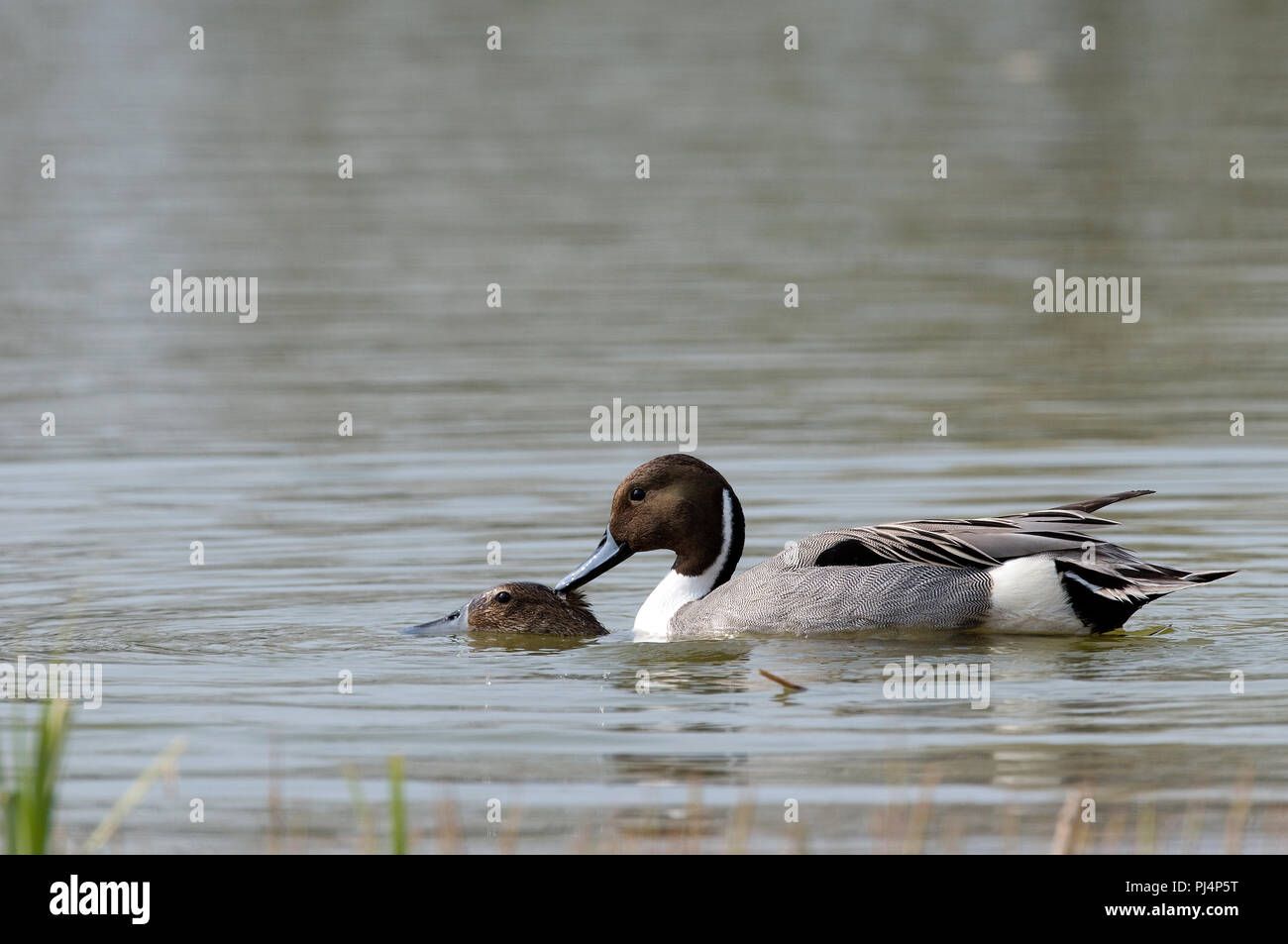 Mating pintail hi-res stock photography and images - Alamy