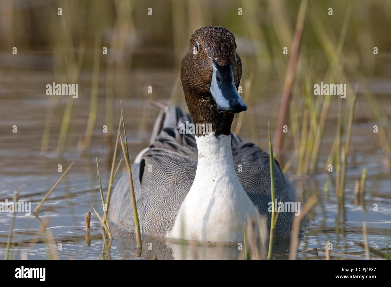 Common Pintail (Anas acuta) Canard Pilet Stock Photo - Alamy