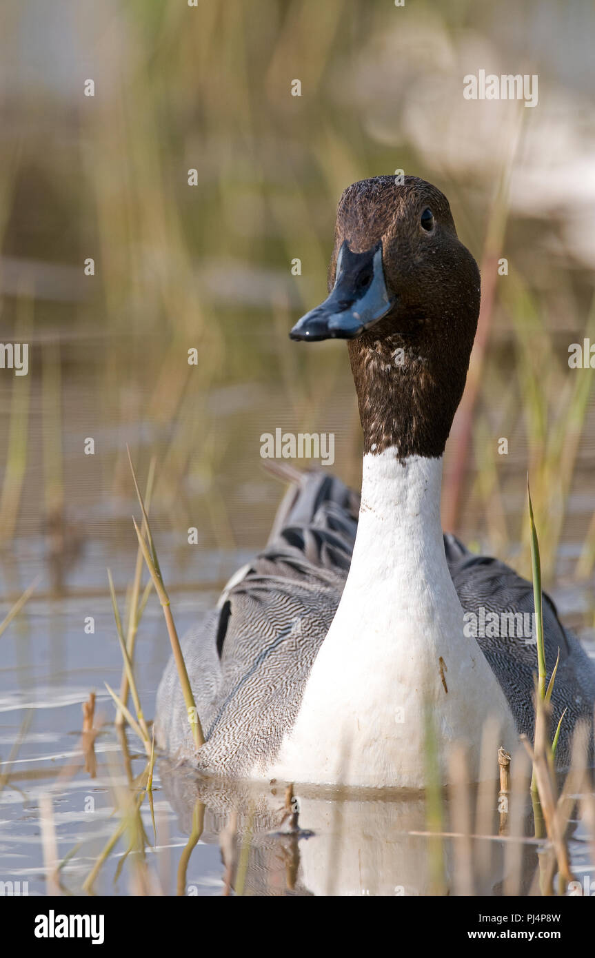 Common Pintail (Anas acuta) // Canard Pilet Stock Photo - Alamy