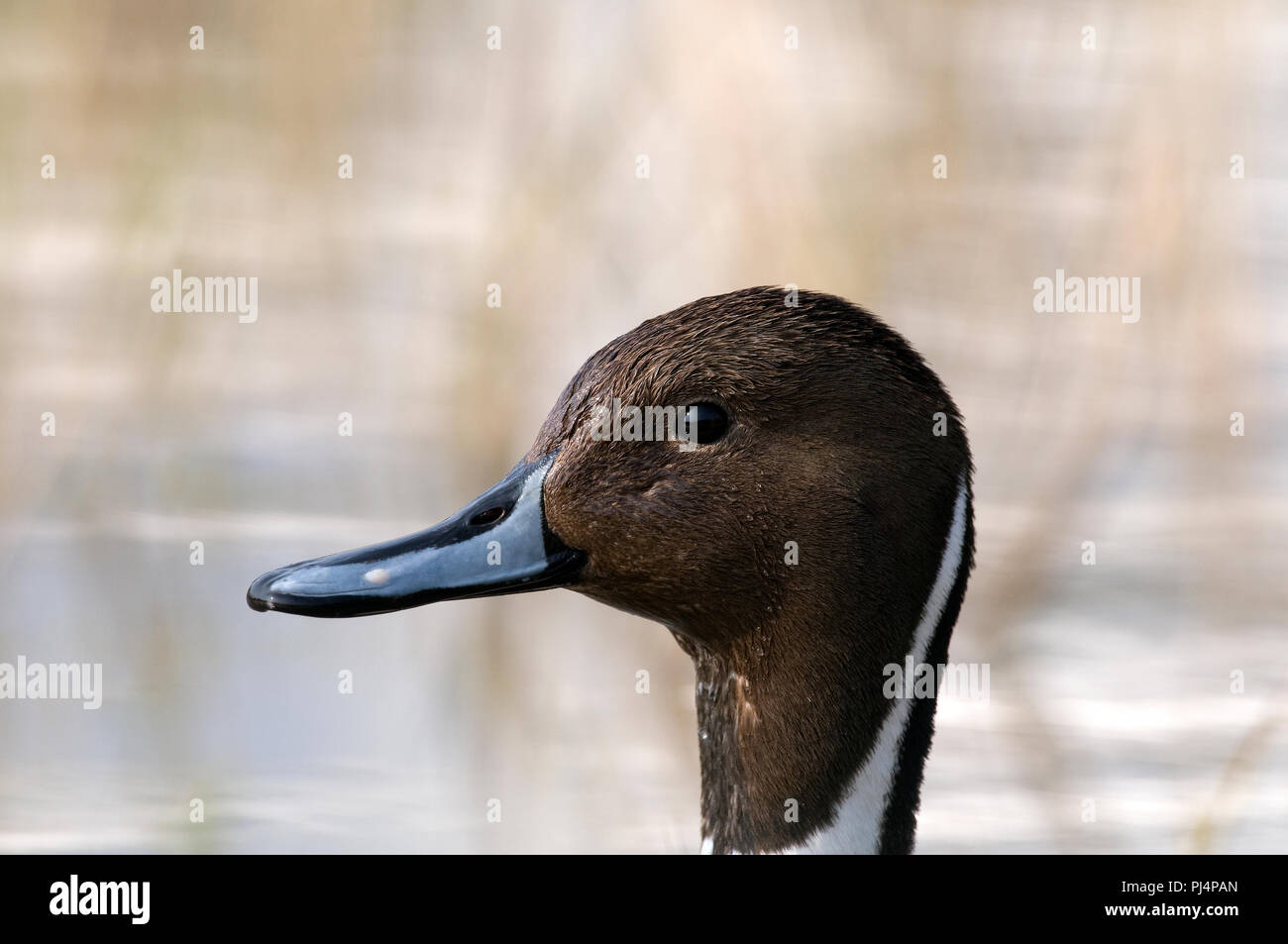 Common Pintail (Anas acuta) - Portrait Canard Pilet Stock Photo - Alamy