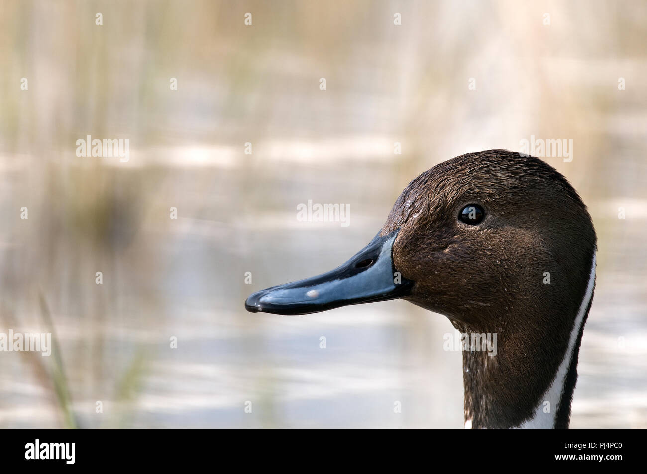 Common Pintail (Anas acuta) - Portrait Canard Pilet Stock Photo - Alamy
