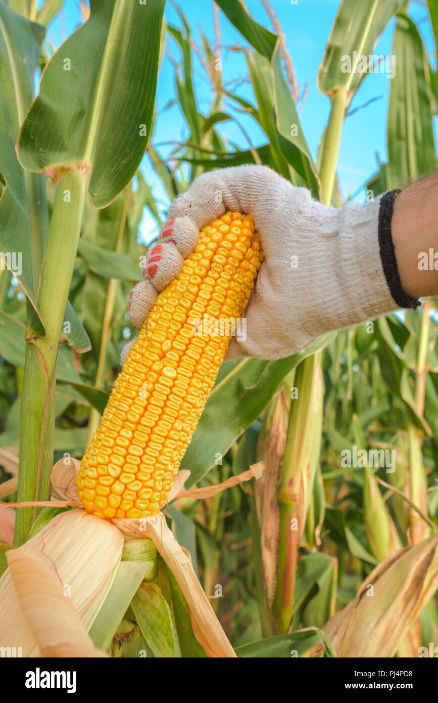 Farm worker picking corn on the cob in cultivated field Stock Photo - Alamy