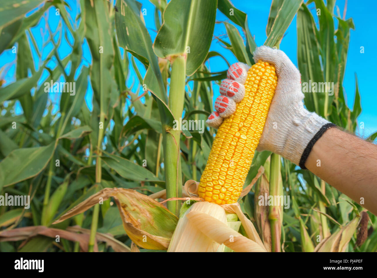 Farm worker picking hi-res stock photography and images - Alamy
