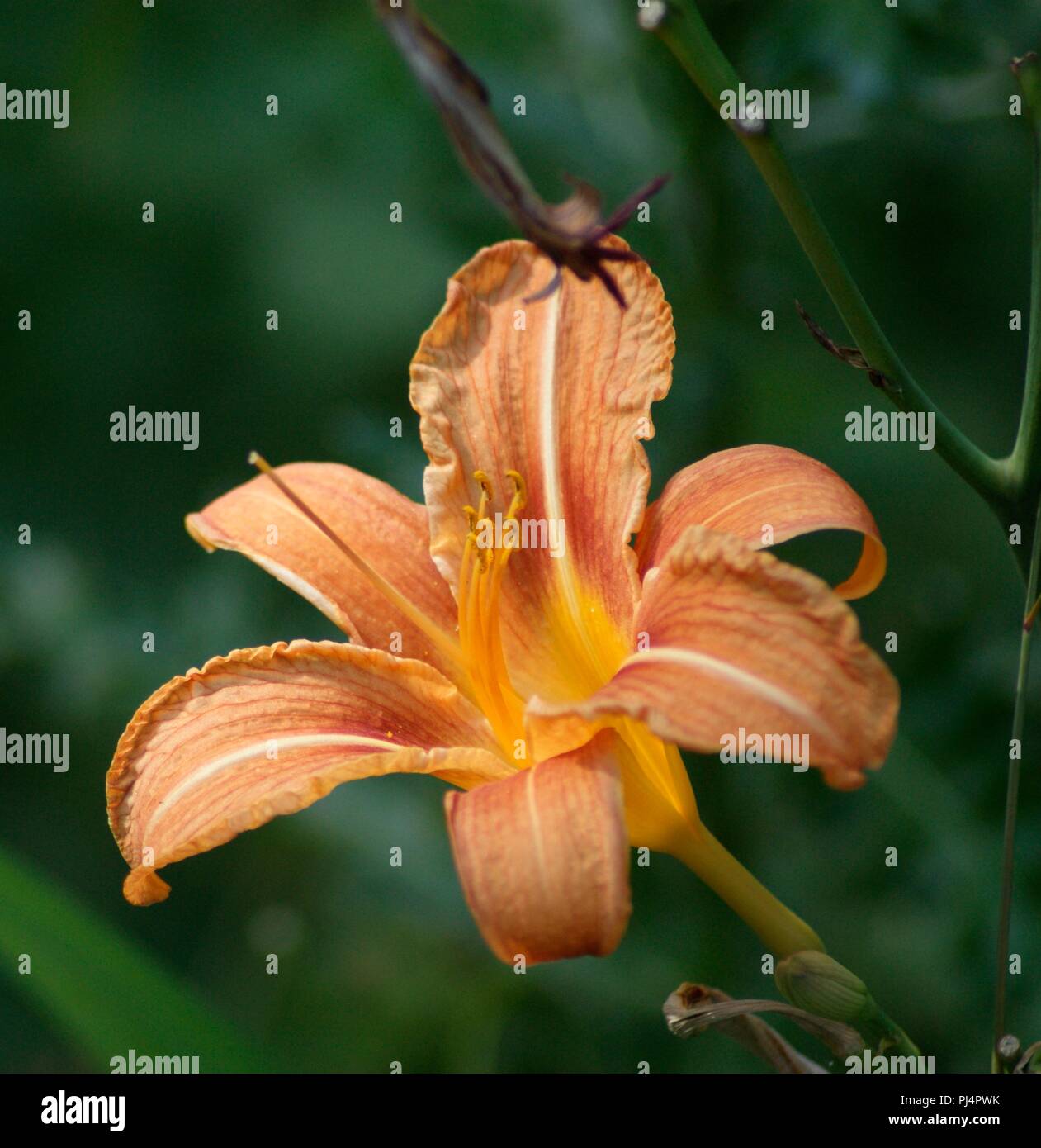 Fauve hi-res stock photography and images - Alamy