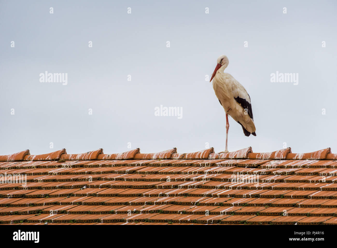 Stork standing on one leg on rooftop Stock Photo - Alamy