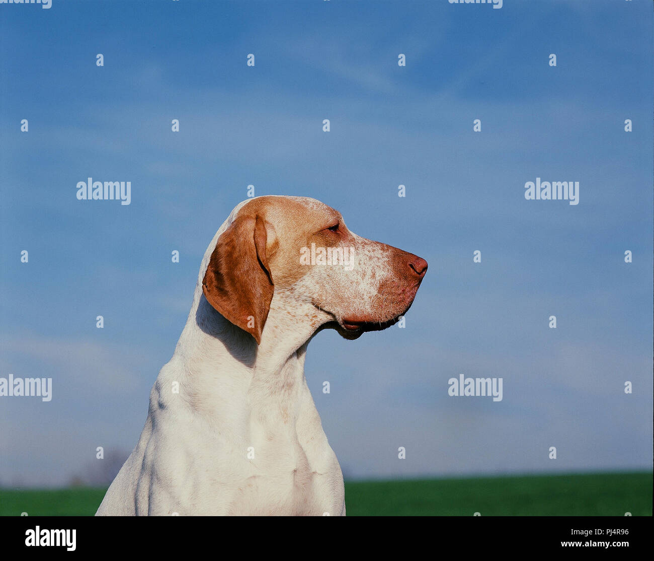 Ariege Pointer (Canis familiaris) - Portrait Braque de l'Ariege Stock ...