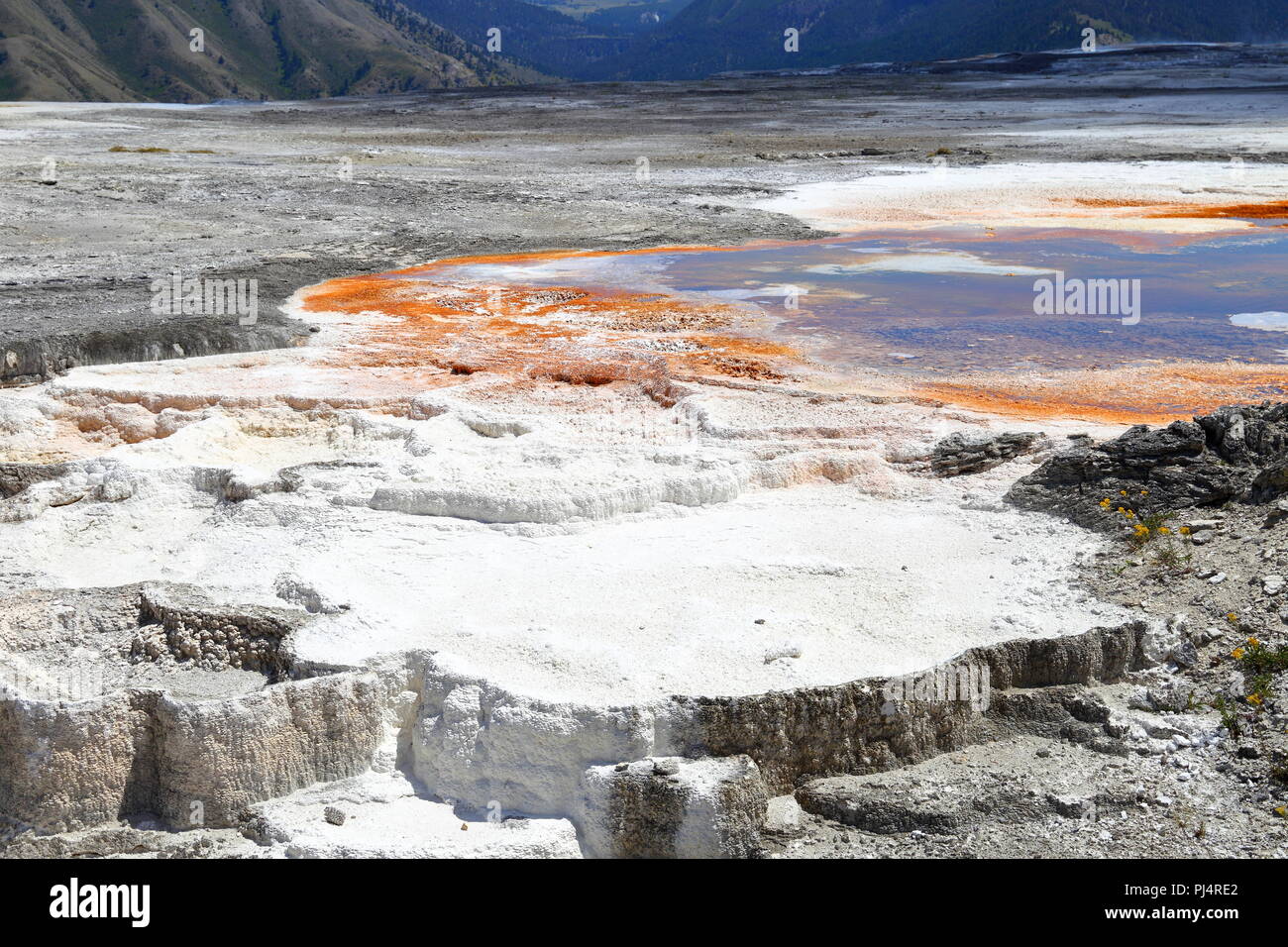 Lower Terraces Area, Mammoth Hot Springs, in Yellowstone National Park ...