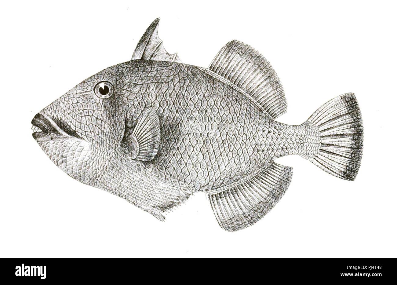 We 177 Cut Out Stock Images & Pictures - Alamy