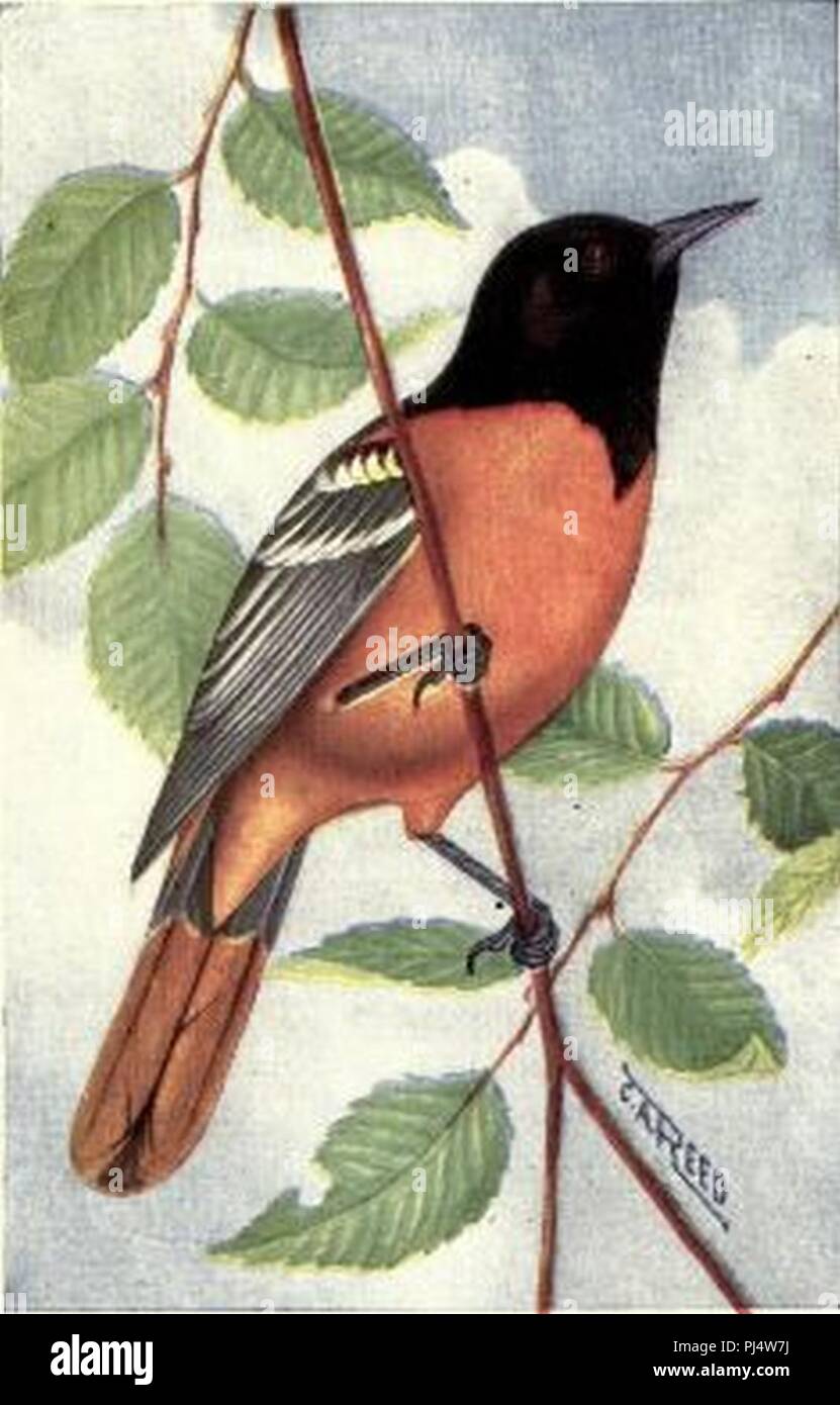 Baltimore Oriole Drawing Stock Photo - Alamy