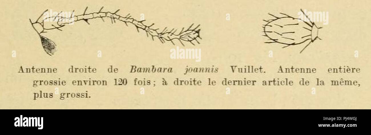 Bambara joannis - Antenne droite (Vuillet 1911 Stock Photo - Alamy