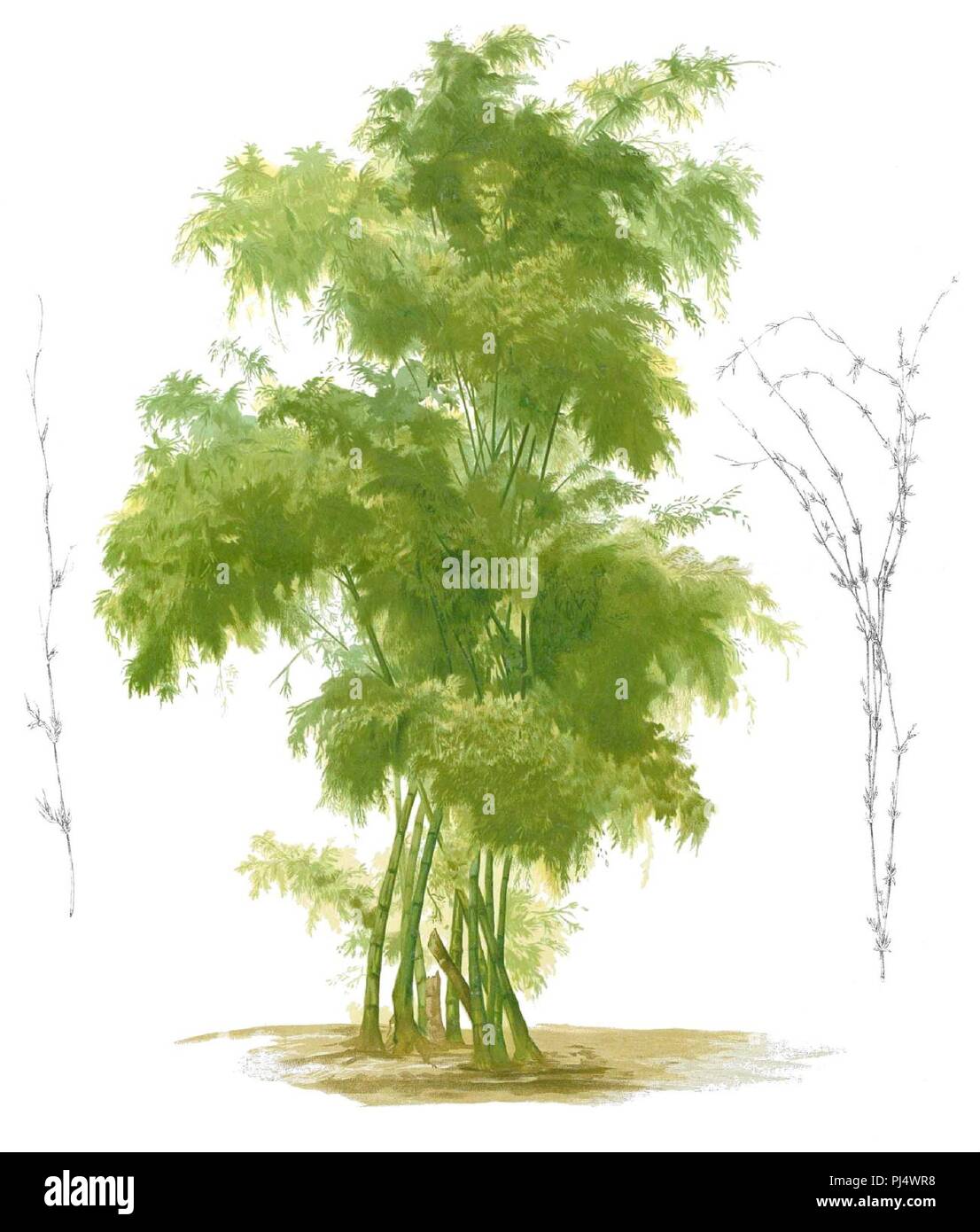 Bambusa bambos Blanco1.100b-cropped Stock Photo - Alamy