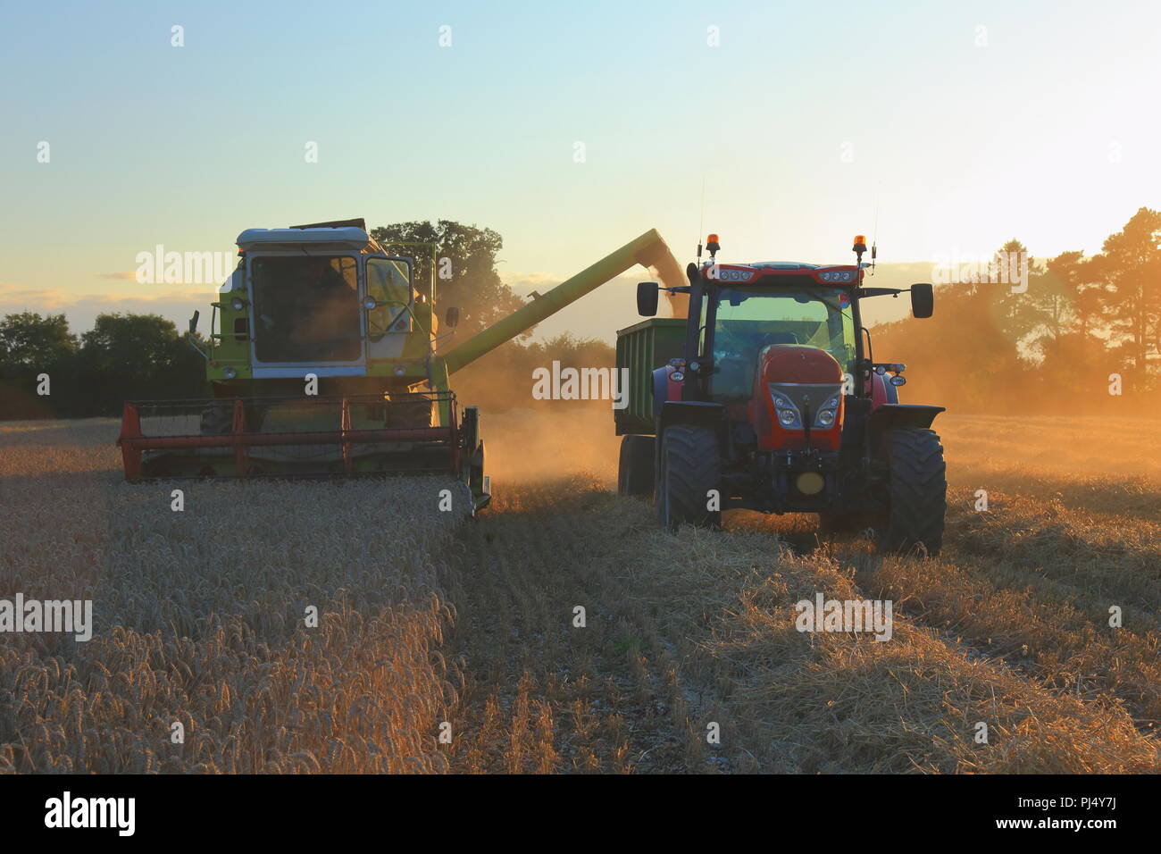 Combine harvester unloading wheat on the farmland in Somerset Stock ...