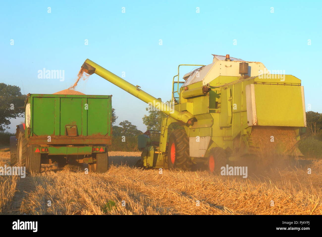 Combine harvester unloading wheat on the farmland in Somerset Stock ...