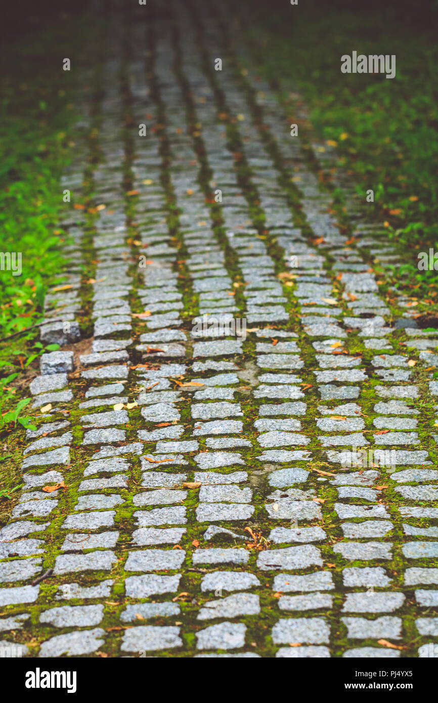 Old cobblestone road through forest hi-res stock photography and images ...