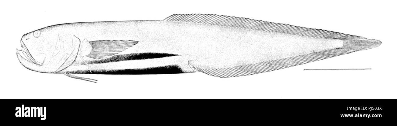 Bicolor Black and White Stock Photos & Images - Alamy