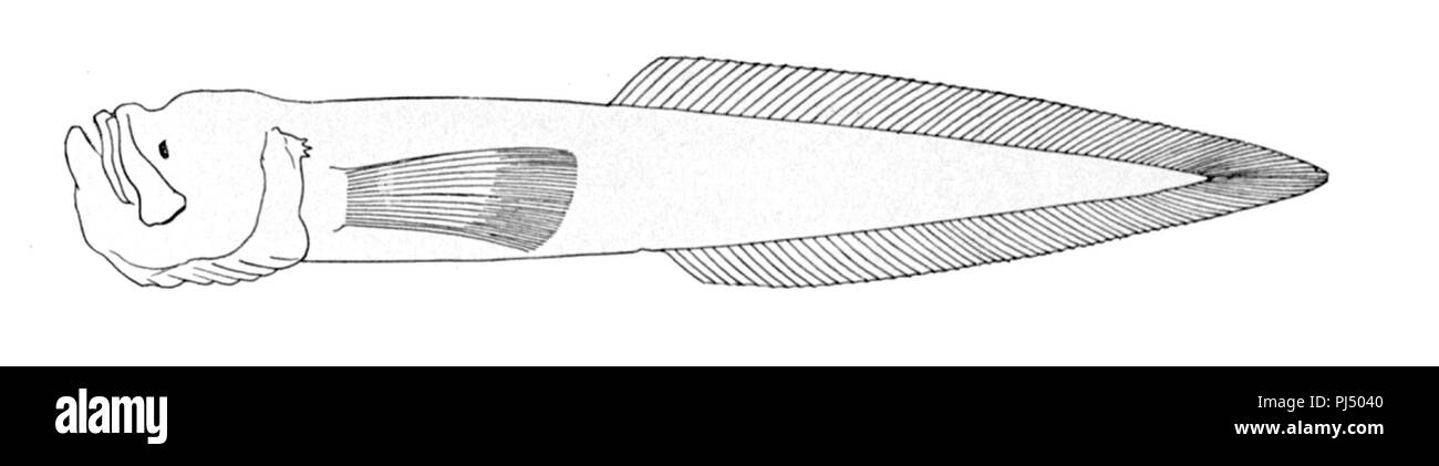 Barathronus parfaiti hi-res stock photography and images - Alamy