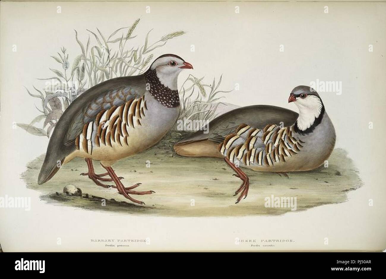 Perdix petrosa hi-res stock photography and images - Alamy