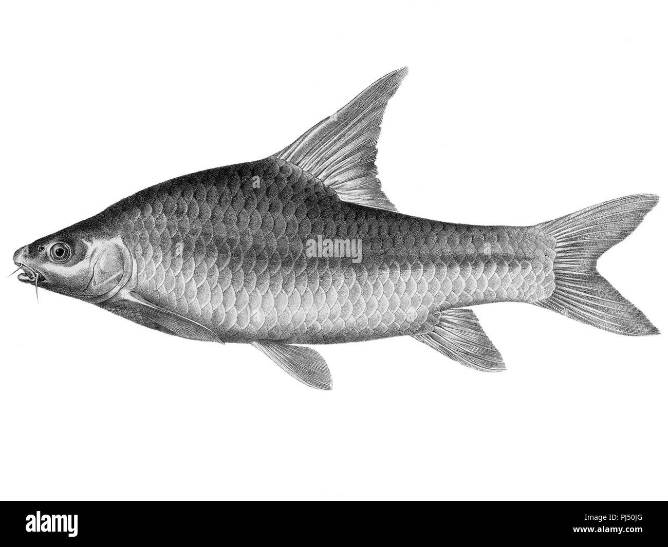 Barbus bynni The fishes of the Nile (Pl. XXXIV) 961612141 Stock Photo ...
