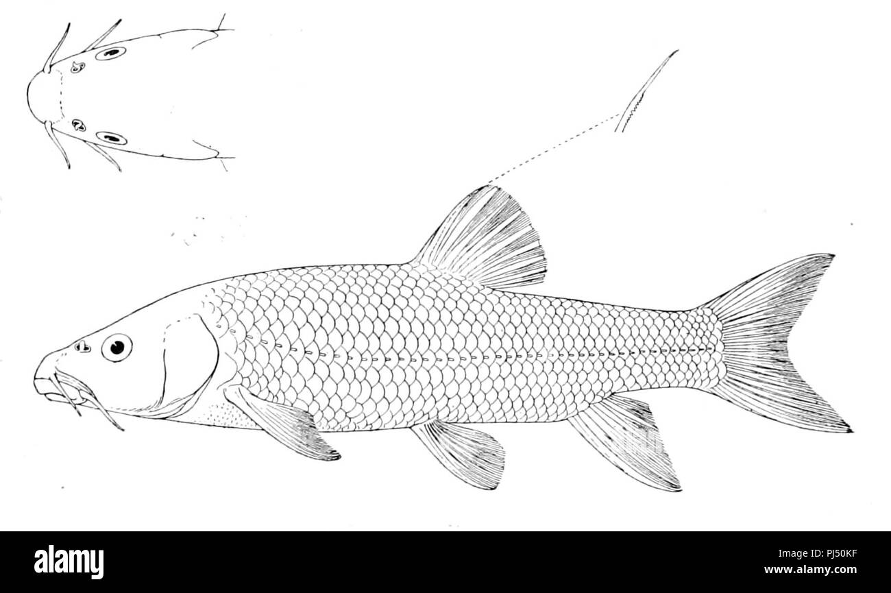 Print 1905 Cut Out Stock Images & Pictures - Alamy