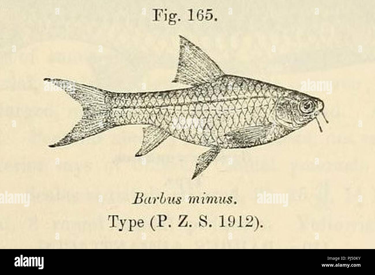 Barbus mimus hi-res stock photography and images - Alamy