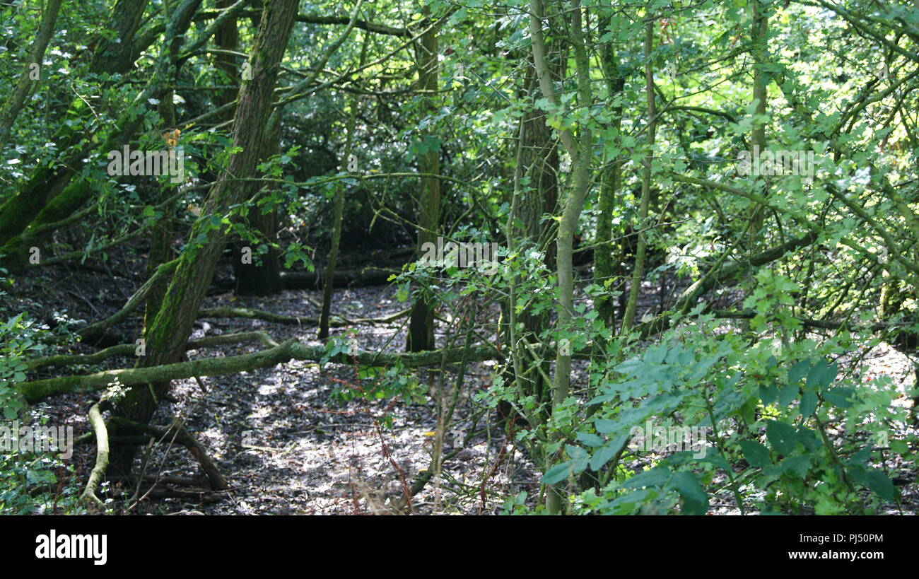 Newbold country park hi-res stock photography and images - Alamy