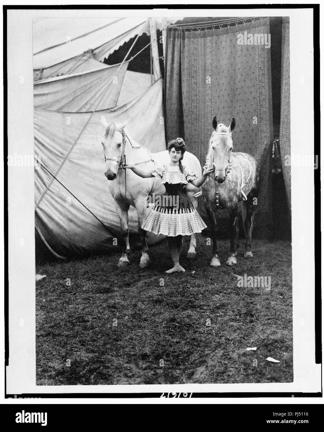 Bareback rider standing between two horses outside circus tent Stock ...