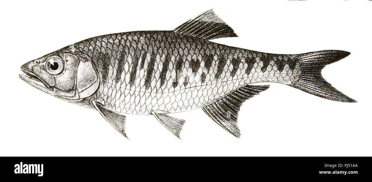 Barilius gatensis Achilles 149 Stock Photo - Alamy