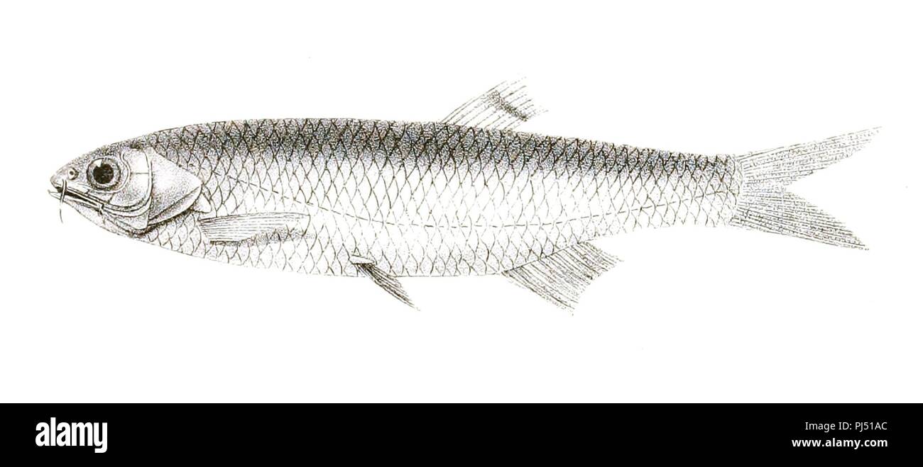 Barilius modestus Day 151 Stock Photo - Alamy