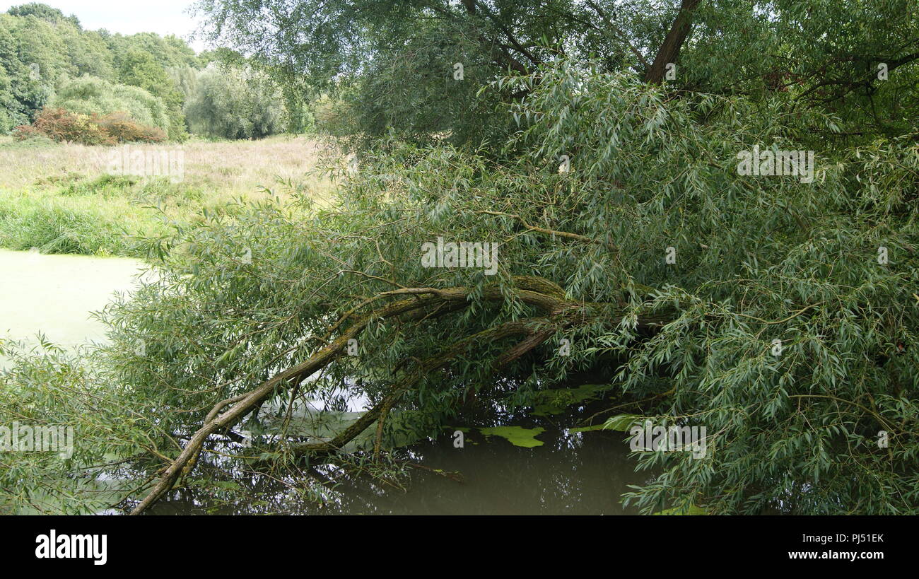 River Leam, Warwickshire Stock Photo - Alamy
