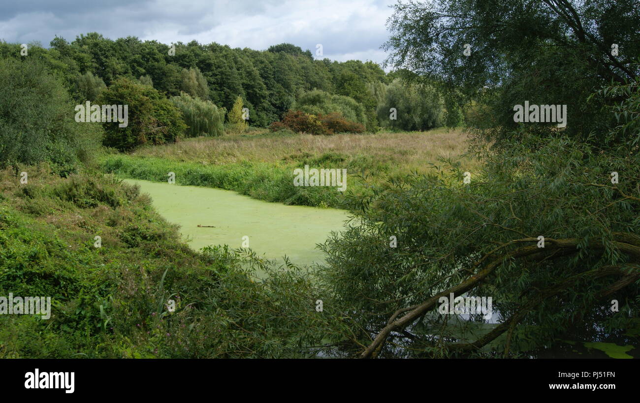 River Leam in Newbold Comyn country park, UK Stock Photo - Alamy