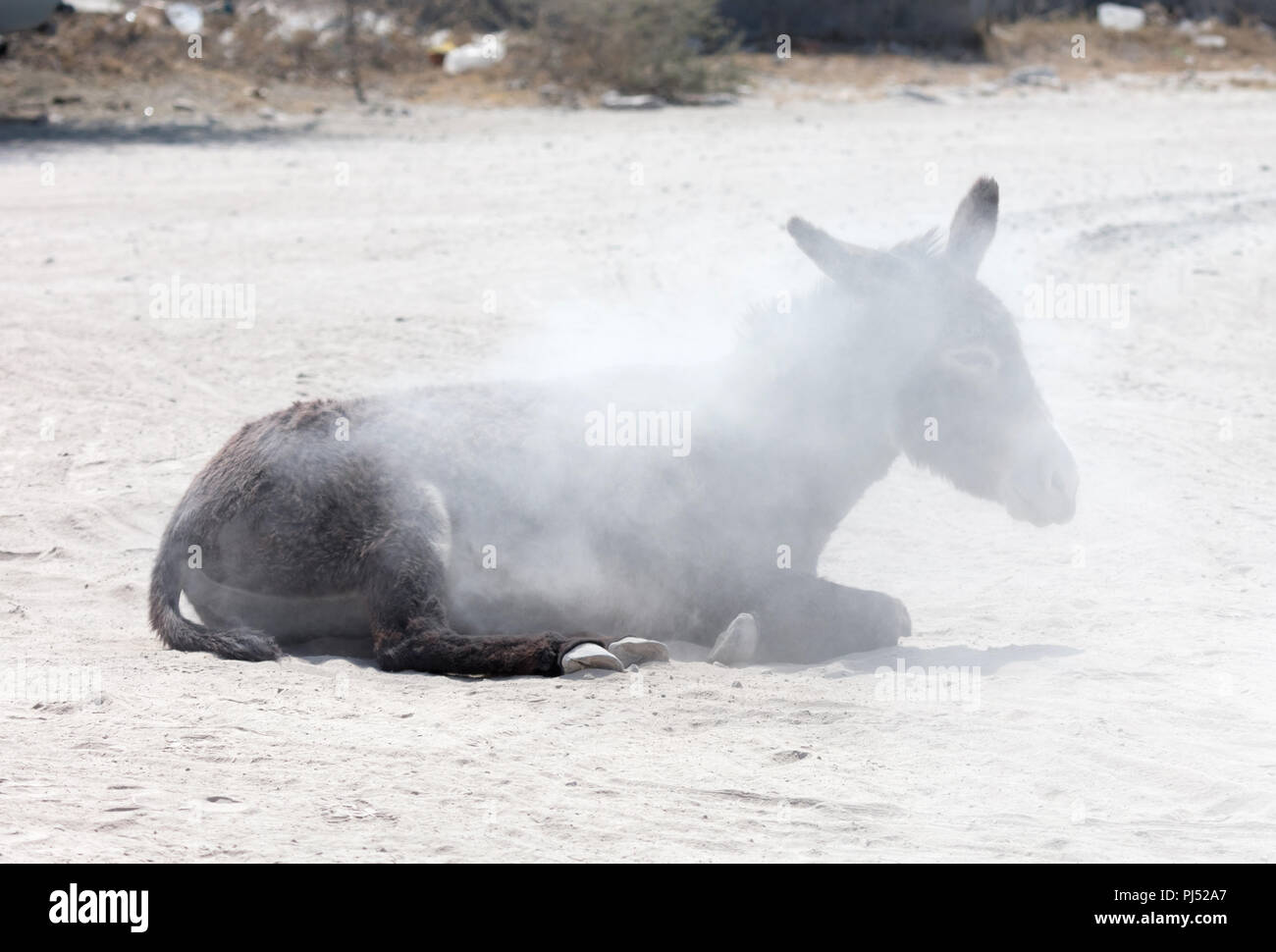 Donkey rolling hi-res stock photography and images - Alamy