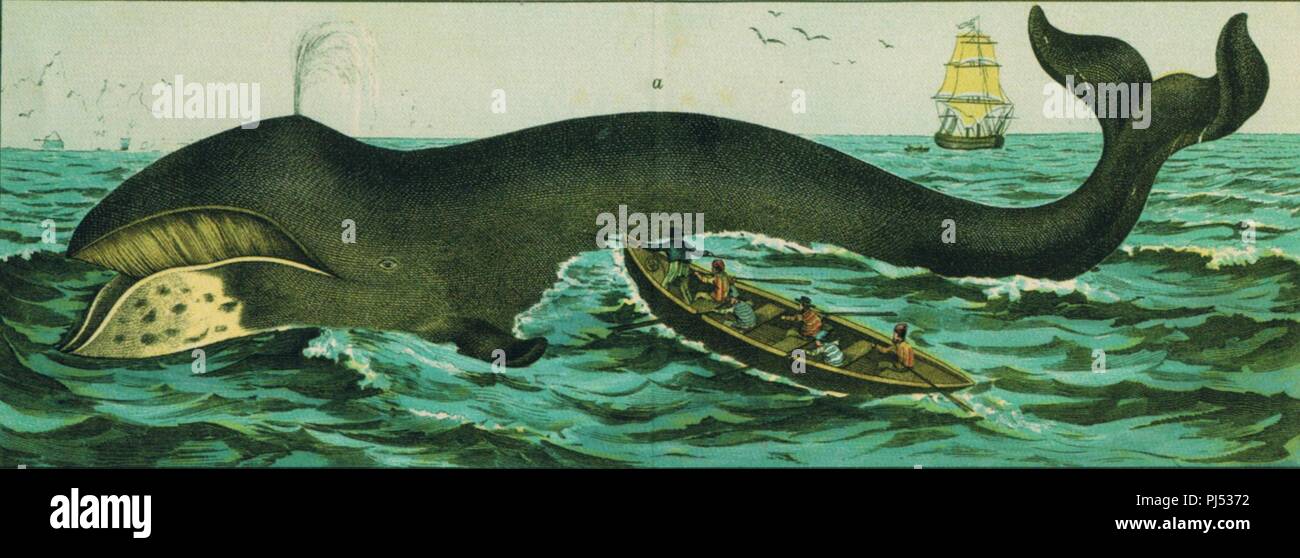 Bartenwal hi-res stock photography and images - Alamy