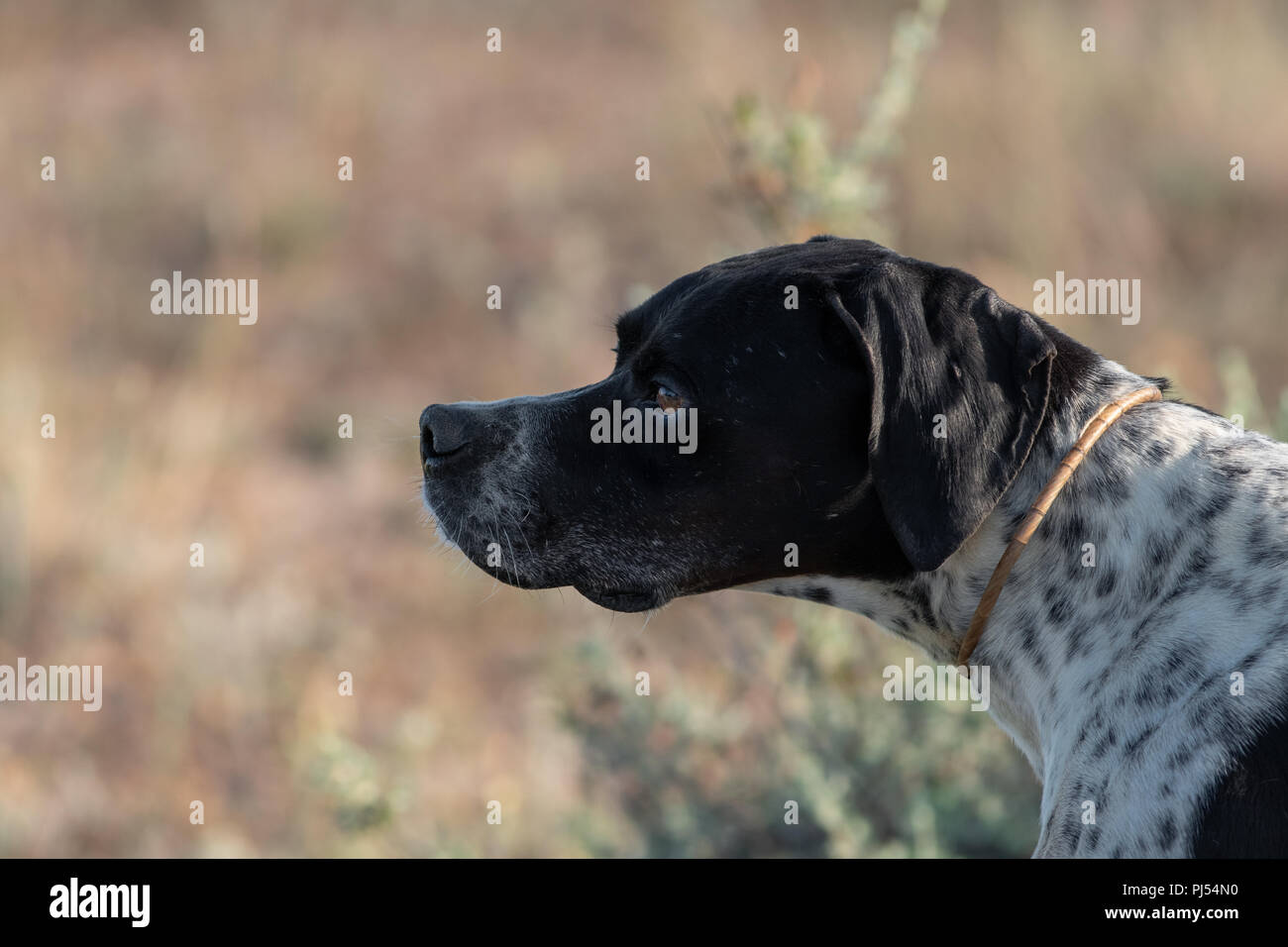 Profile view of Pointer pedigree dog, blurred background Stock Photo ...