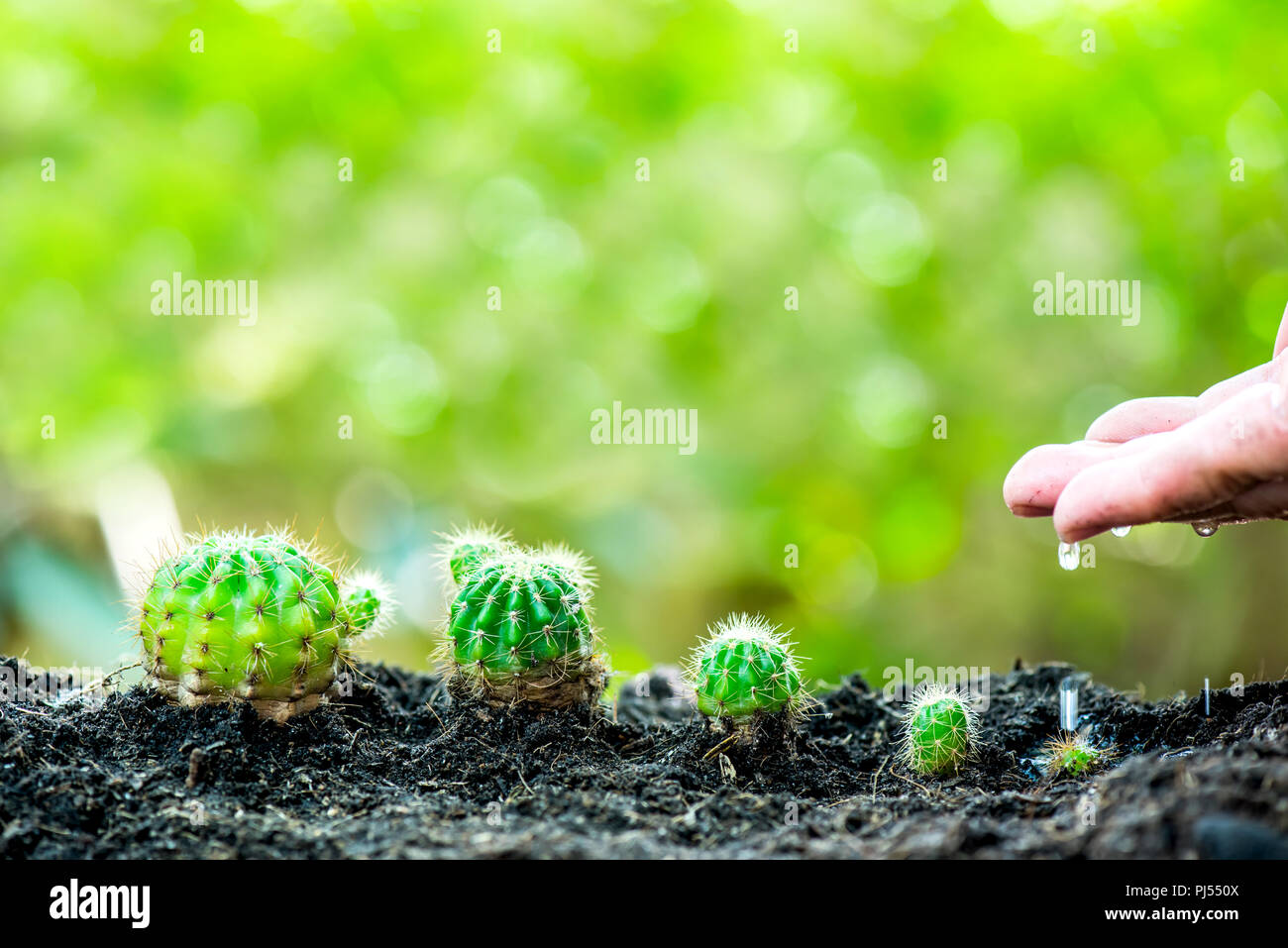 Small plant growing in the garden. Fresh start of the day. Save ...