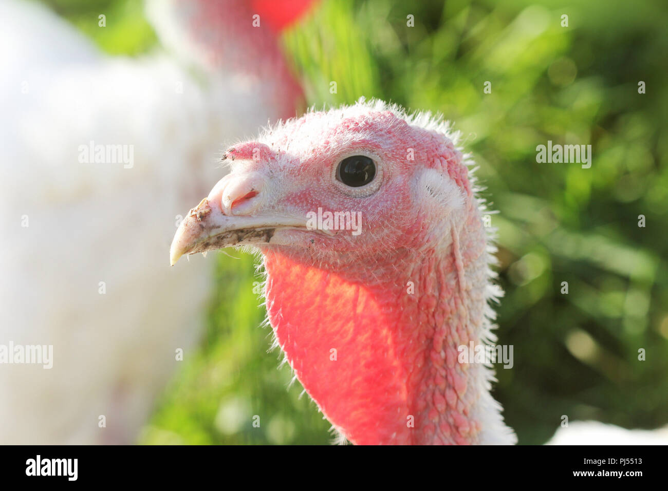 White young turkey on a farm Stock Photo - Alamy