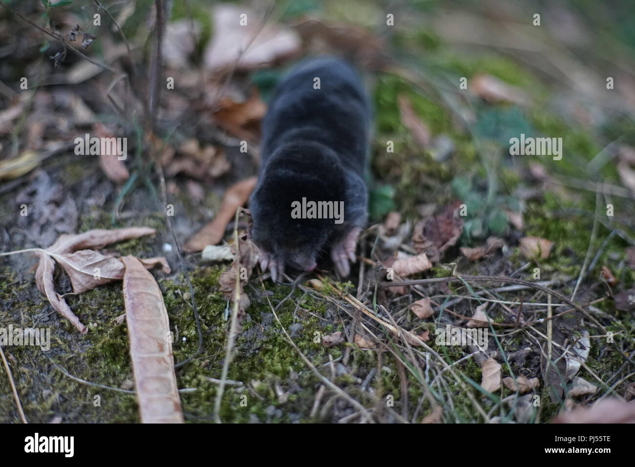 Mole Talpa Europaea Crawling Around Its Natural Habitat At Dusk