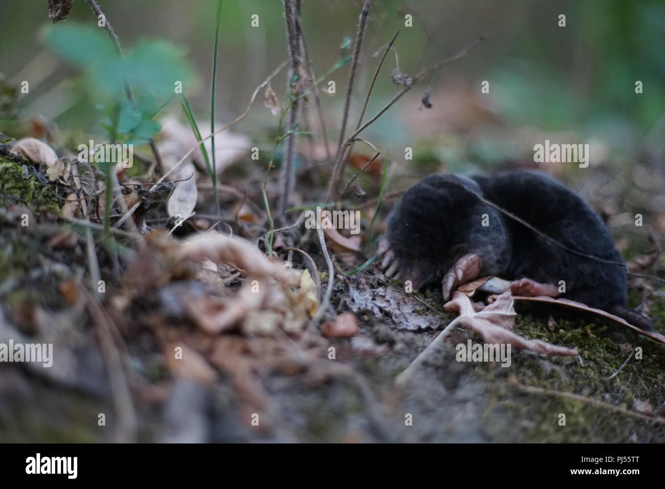 Mole, Talpa europaea, crawling around its natural habitat at dusk ...