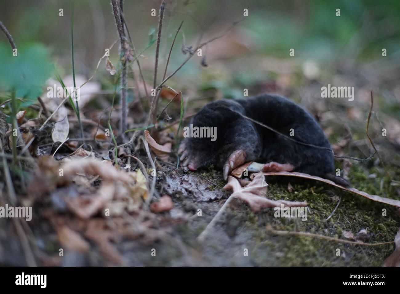 Mole, Talpa europaea, crawling around its natural habitat at dusk ...