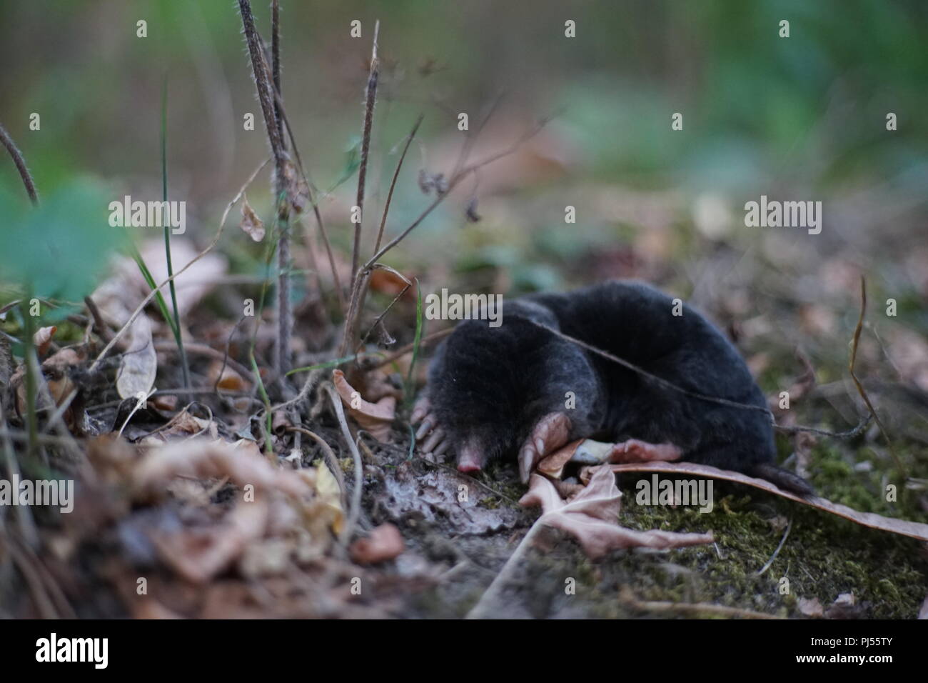Underground fauna hi-res stock photography and images - Alamy
