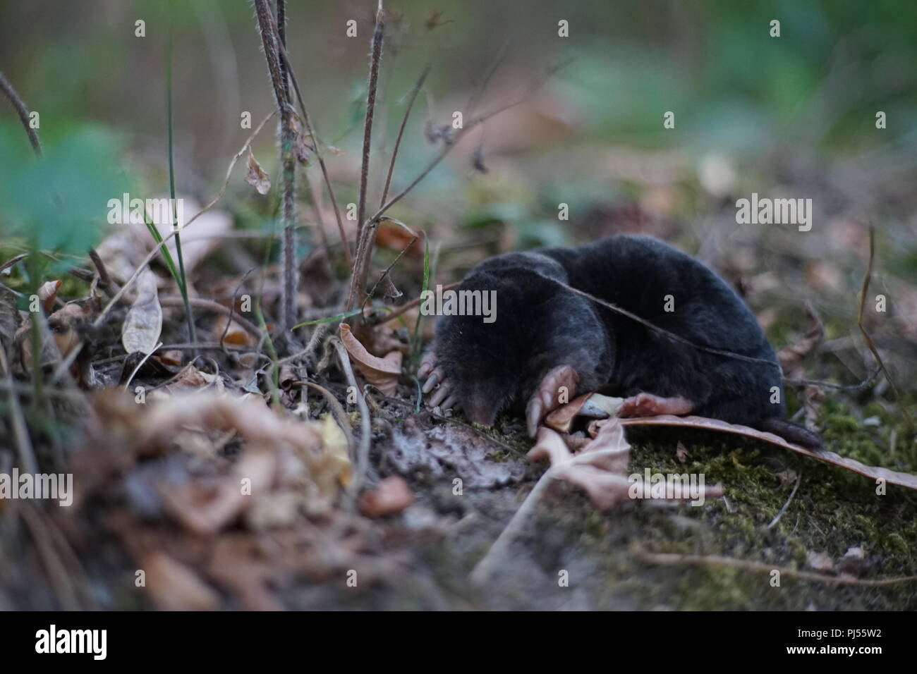 Mole hunting hi-res stock photography and images - Alamy