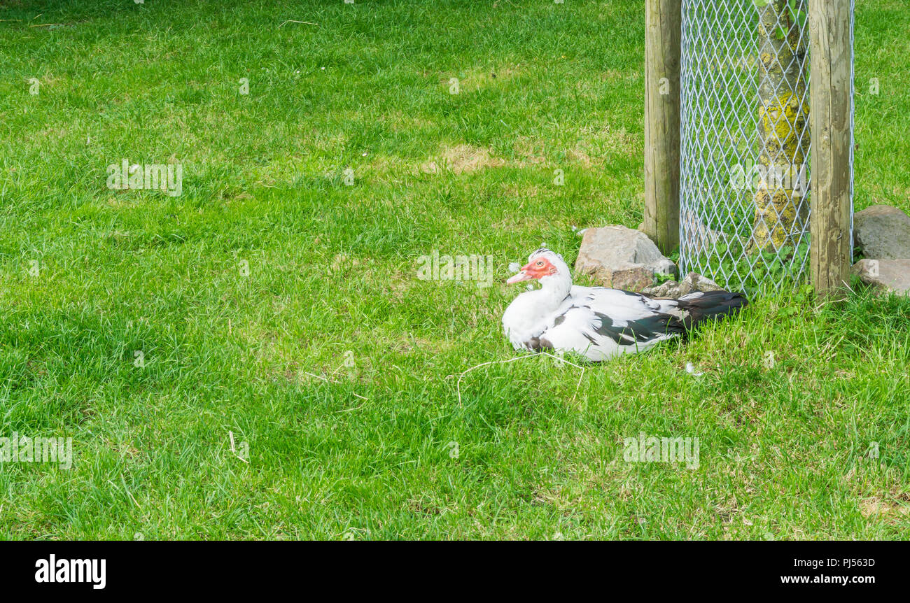 Relaxed ducks hi-res stock photography and images - Alamy
