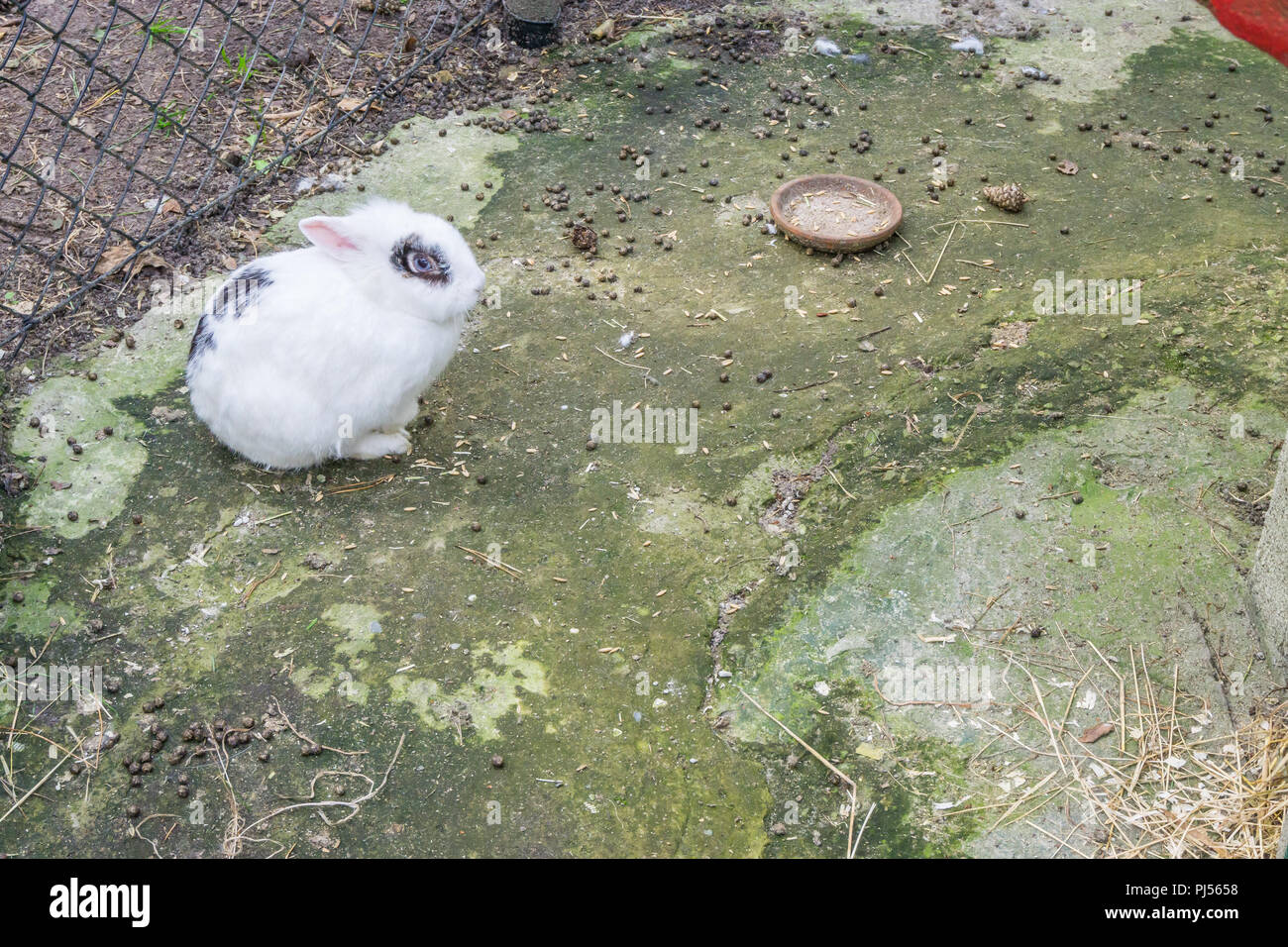 Rabbit eye zoom hi-res stock photography and images - Alamy