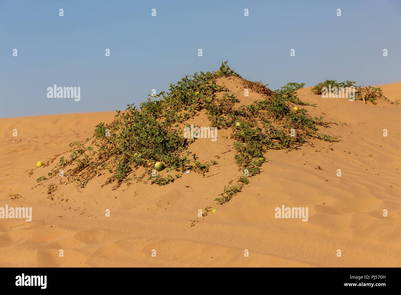 Desert in United Arab Emirates Stock Photo - Alamy
