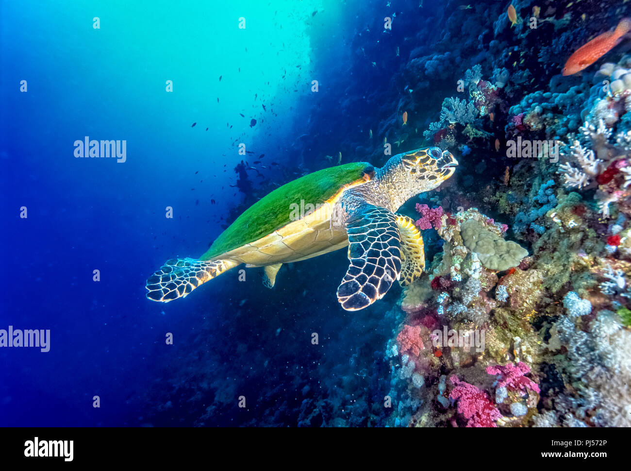 Egypt Marsa Alam -Chelonia mydas - green turtle Stock Photo - Alamy