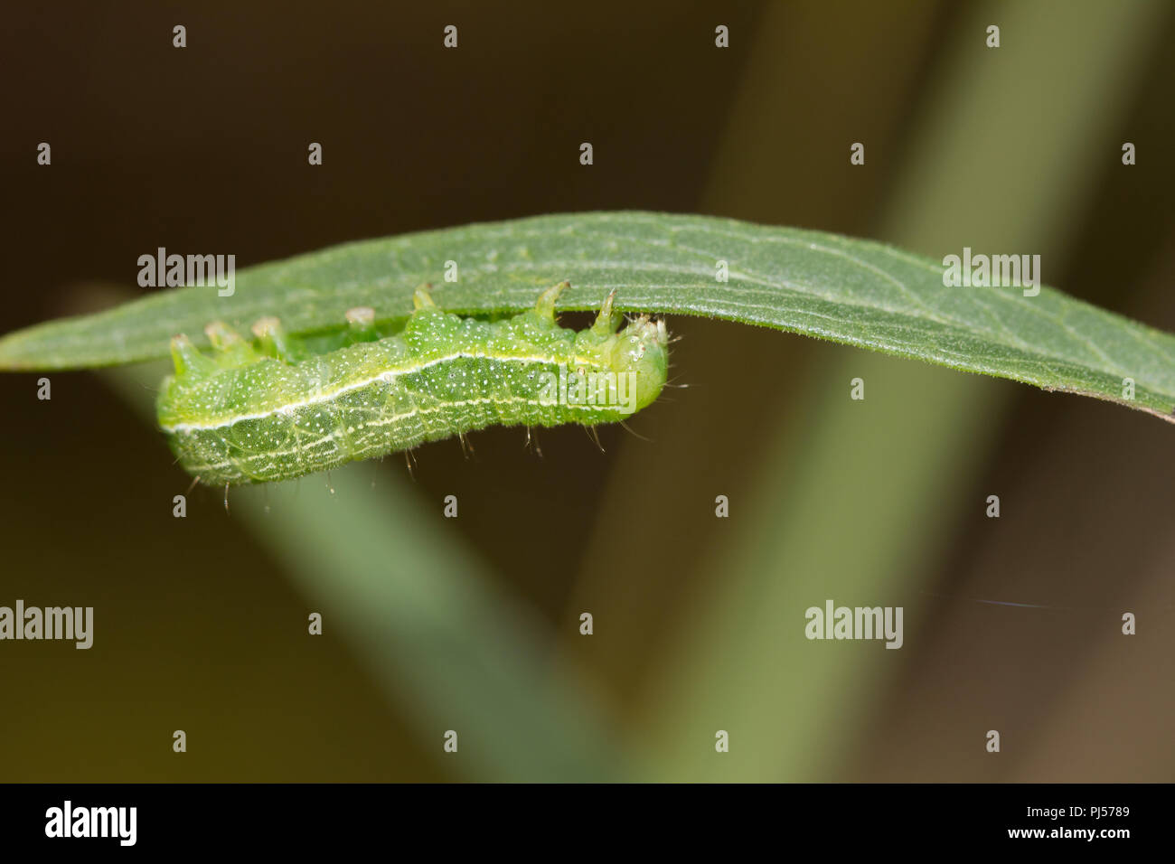 Pyrrhia umbra hi-res stock photography and images - Alamy