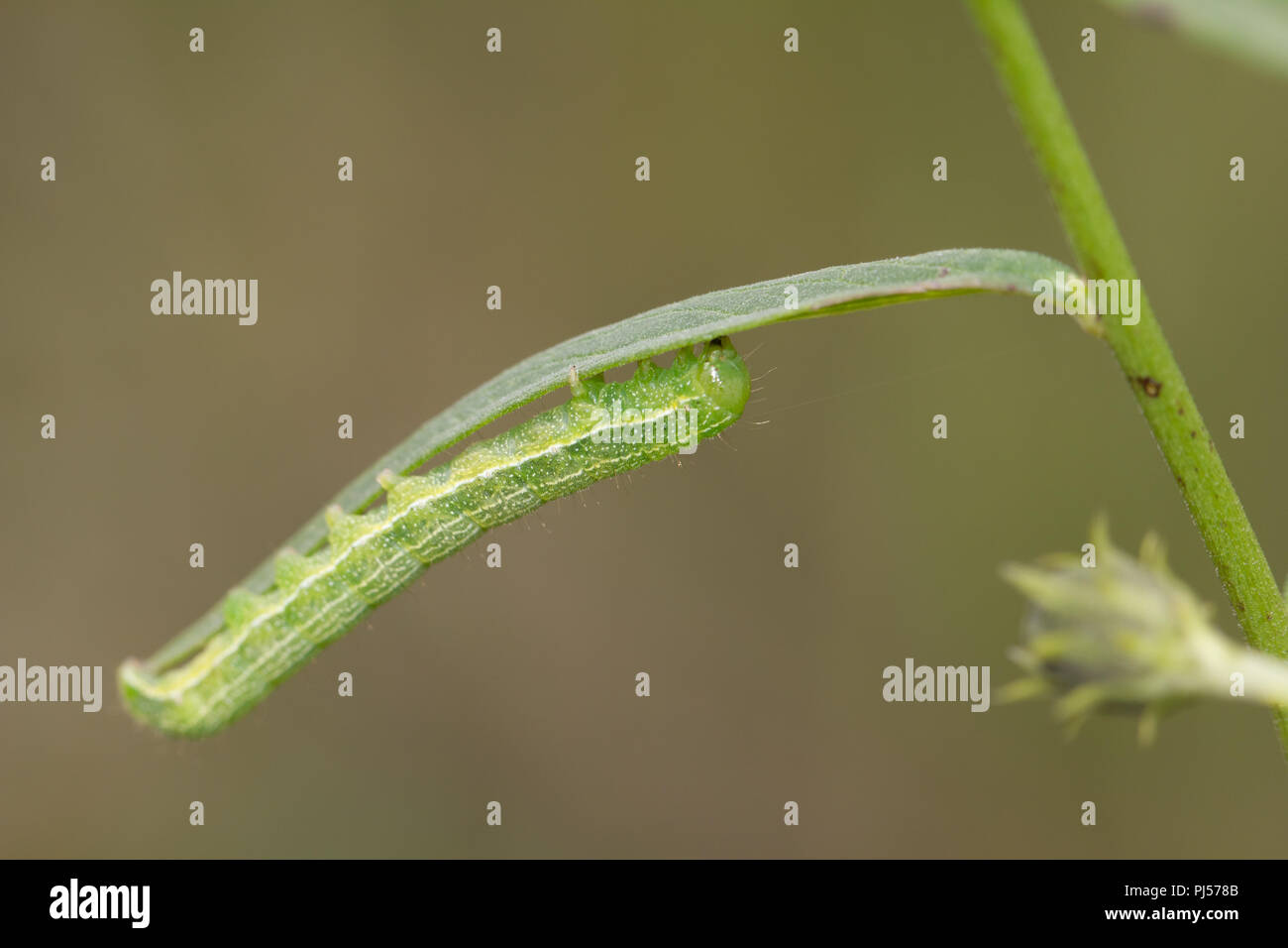 Pyrrhia umbra hi-res stock photography and images - Alamy